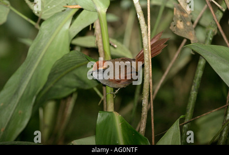Rufous-capped Spinetail (Synallaxis ruficapilla Stock Photo - Alamy