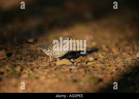 Scaled Dove (Columbina squammata) in Brazil Stock Photo - Alamy