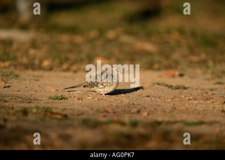 Scaled Dove (Columbina squammata Stock Photo - Alamy