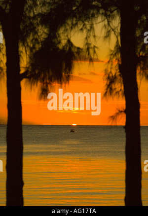 Golden Sunset between trees Stock Photo - Alamy