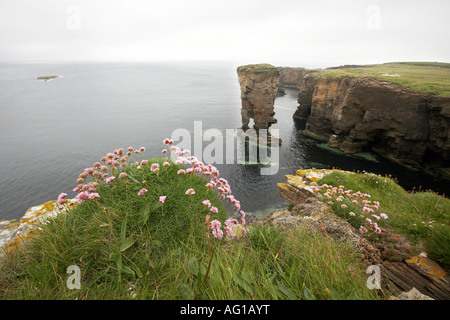 Thrift and the Castle of Yesnaby seastack Garthna Geo bay Orkney ...