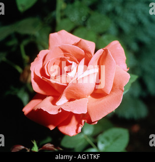 Rose (Rosa Red Star), Rosaceae Stock Photo - Alamy