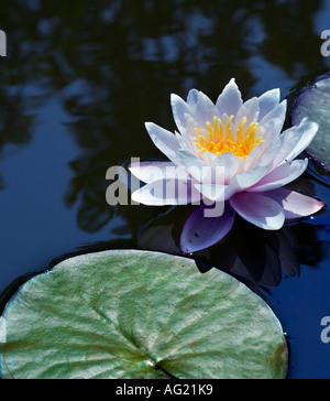 Nymphaea 'Marliacea Carnea' Stock Photo - Alamy