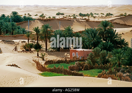 Algeria near Timimoun Palm trees in oasis in Sahara desert Stock Photo ...