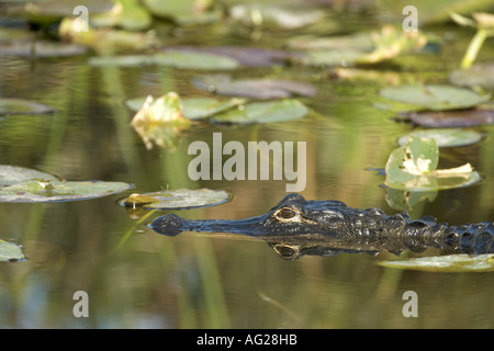 zoology / animals, reptile, Alligatoridae, American Alligator(Alligator ...