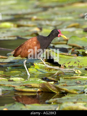 Wattled Jacana (Jacana jacana) walking over water vegetation in a ...