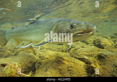 Interior Bull Trout Bulkley river British Columbia Stock Photo - Alamy