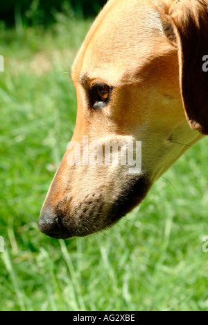dog greyhound Sloughy Sloughi head view above Stock Photo - Alamy