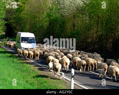 Livestock cross traffic on a road near Kurkat, between Khujand and ...