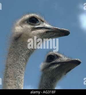 The ostrich is a large, ratite, flightless bird of the ostrich family ...