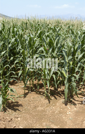 Agriculture Organic crops Gastronomy Mallorca Majorca Spain Europe ...