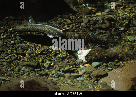 Chinook salmon (Oncorhyncus tshawytscha) female spawning, digging "redd ...