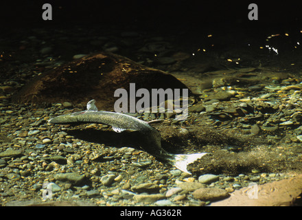 Chinook salmon (Oncorhyncus tshawytscha) female spawning, digging "redd ...