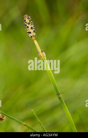 Equisetum palustre L Stock Photo - Alamy