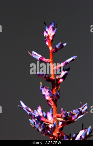 Bromelia Blue Rain flower Stock Photo - Alamy
