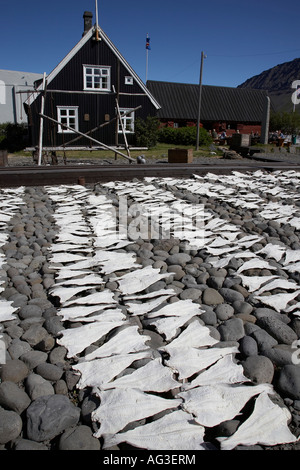 Salted Cod drying, Maritime Museums, Isafjordur town, Iceland Stock ...