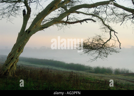 Fever tree in the mist, Ndumu, Kwazulu Natal, South Africa, with ...