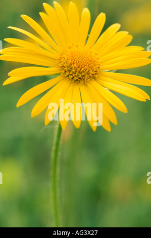 Yellow Doronicum flower, its stem, leaves and root system on a white ...