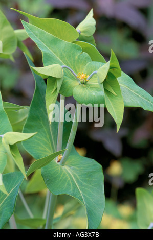 Green leaves of Euphorbia lathyris. the caper spurge, paper spurge ...