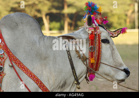 Cows decorated in costume for visitng tourist to the temples of Bagan ...