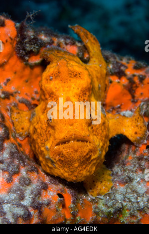 Longlure Frogfish (Antennarius multiocellatus) photographed in Palm ...