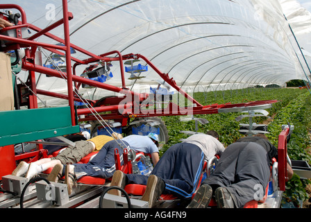 Machine strawberry picking Stock Photo - Alamy