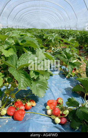 polytunnel with strawberry plants growing inside Stock Photo - Alamy