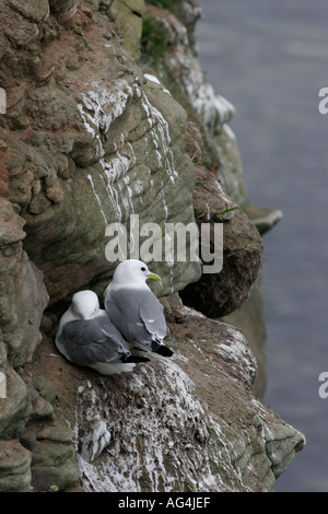 Kittiwake nesting on cliff ledge Stock Photo - Alamy