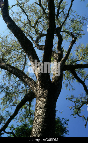 Quebracho Tree canopy Stock Photo - Alamy