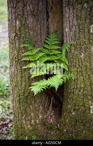 Fern leaves with tree trunk Stock Photo - Alamy