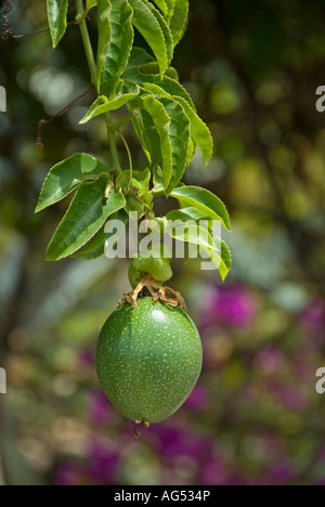Passion flower (Passiflora sp Stock Photo - Alamy
