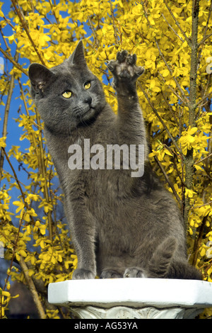 domestic cat - sitting - lifting paw Stock Photo - Alamy