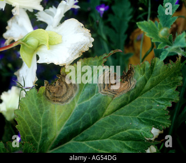 Grey mould Botrytis cinerea target like leaf spot on Begonia Stock ...