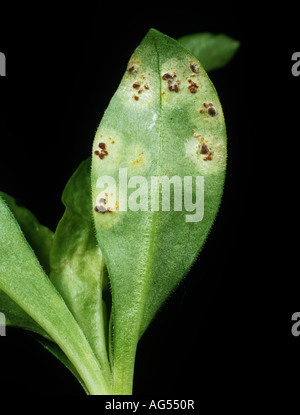 Rust pustules Puccinia arenariae on sweet william Dianthus barbatus ...
