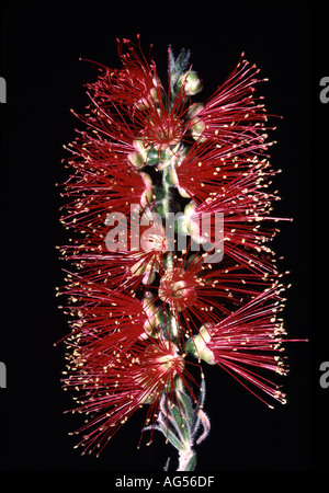 native Australian bottle brush callistemon plant with red flowers ...