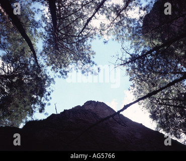 Looking up into treetops of pine trees Stock Photo - Alamy