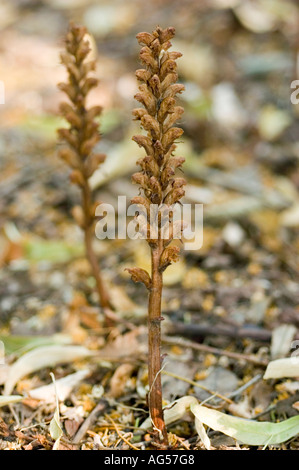 Berberis invasive plant Orobanchaceae Orobanche lucorum or Orobanche ...