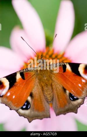 Macro shot of a butterfly with orange wings perched on a stem of ...
