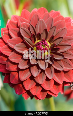 dahlia barbara variety, close-up bright pink chrysanthemum of large ...