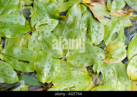 broadleaf pondweed or floating leaf pondweed or potamot flottat ...