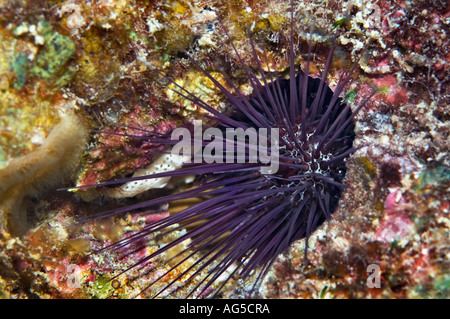 Close up of a sea urchin Echinometra mathaei, commonly called burrowing ...