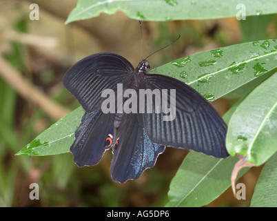Scarlet Swallowtail Butterfly Papilio rumanzovia, female, wings with ...