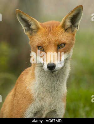Young male fox Stock Photo - Alamy