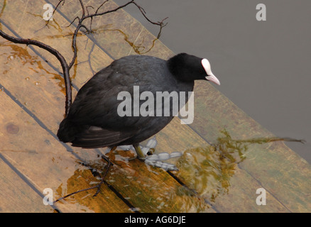 webbed feet of a coot Fulica Atra Stock Photo - Alamy