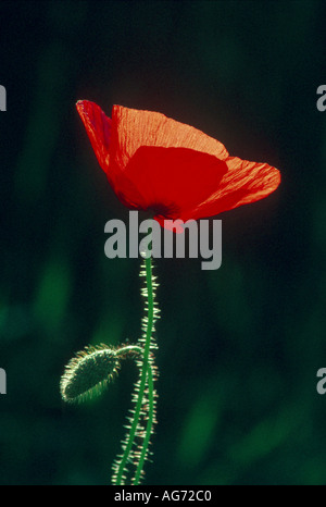 wild red flower, poppy, Papaver rhoeas with green background macro ...