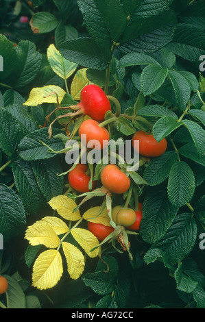Rose hips Rosa rugosa Stock Photo - Alamy