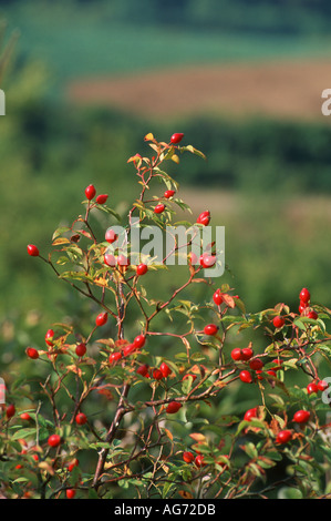 Red fruits of rose hips or dog rose. Rosa canina in the autumn Stock ...