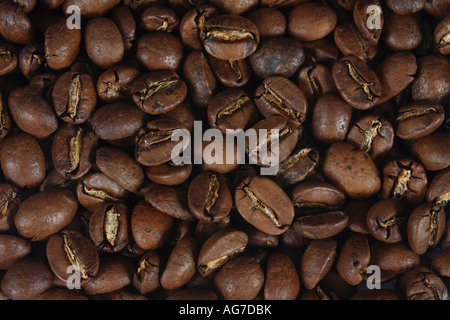Coffee (Coffea arabica) beans Jamaica Blue Mountain, raw Stock Photo ...