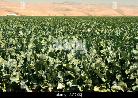 Broccoli harvest near Santa Maria California Stock Photo - Alamy