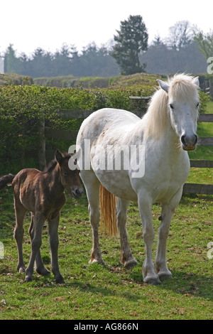 Eriskay Pony Mare and Foal Stock Photo - Alamy